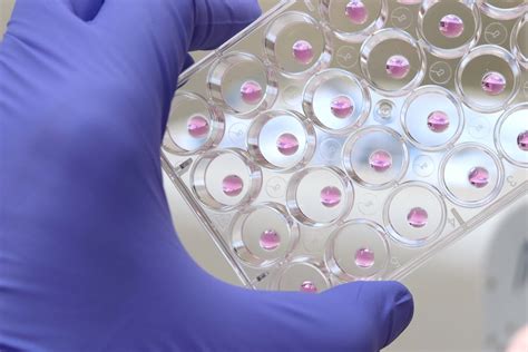 More Efficient Drug Screening With 3d Bioprinting Perfect 3d Printing Filament