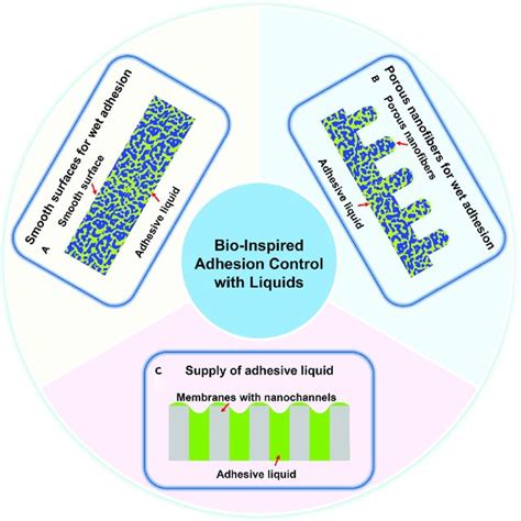 Main Principles Of Wet Adhesion A Capillarity And Stefan Adhesion Download Scientific Diagram