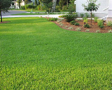 St Augustine Order Sod Online For Pick Up Or Delivery
