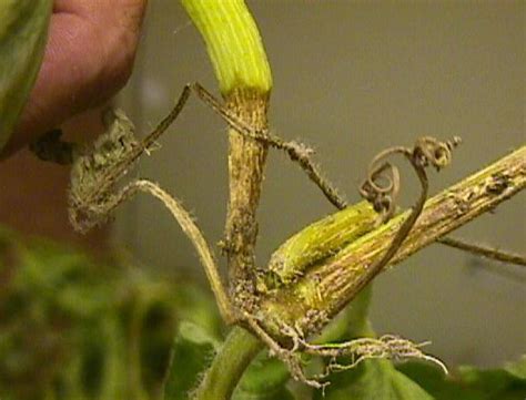 Phytophthora Root Rot Amgrow Home Garden