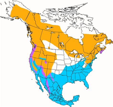 Yellow Rumped Warbler Ask A Biologist