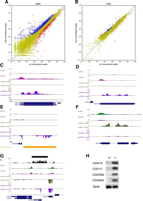 Integrative Analysis Unveils New Functions For The Drosophila Cutoff Protein In Noncoding Rna