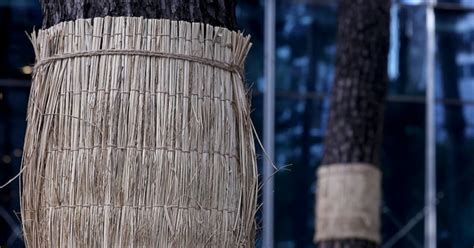 겨울만 되면 가로수마다 볏짚 외투…근데 그거 뭐지 [그거사전]