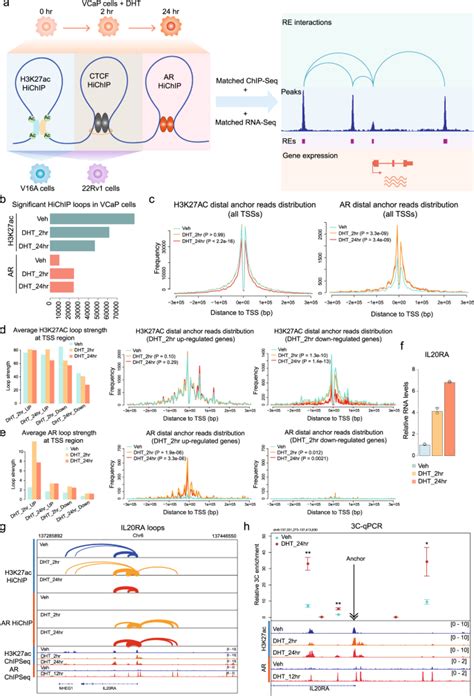 Myc 重塑前列腺癌中 Ctcf 介导的染色质结构 Nature Communications X Mol