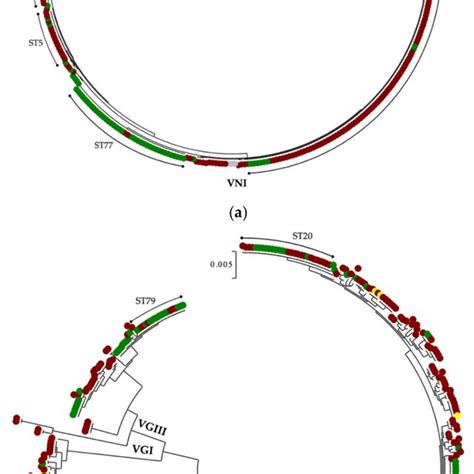 Pdf Cryptococcus Neoformans And Cryptococcus Gattii Species Complexes In Latin America A Map