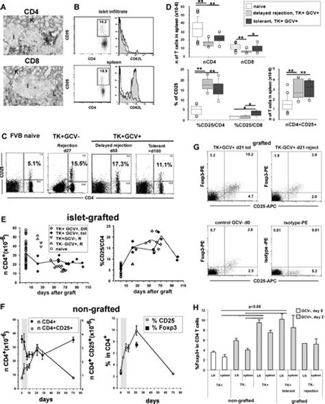Increased Expression Of Treg Cells Following Transient Depletion Of Download Scientific Diagram