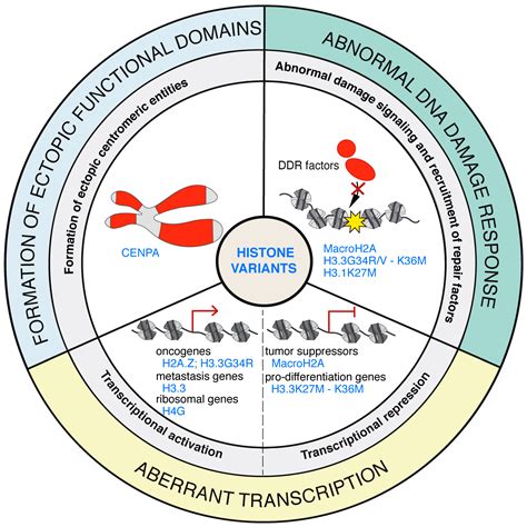 Histone Variants Guardians Of Genome Integrity