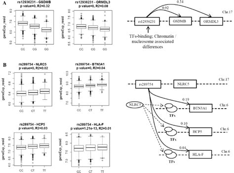 Genotype Specific Gene Expression And A Proposed Schematic Of Master