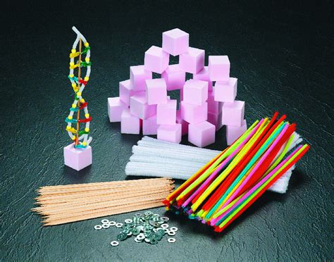 Structure Of Dna Build A Model Kit Molecular Biology Models