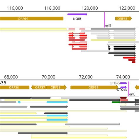 Transcription Near The Replication Origins In This Figure The Download Scientific Diagram