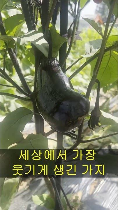 세상에서 가장 웃기게 생긴 가지 구경해 보세요 웃음이 저절로 Youtube