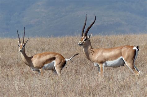 Mammals Males Are Usually No Larger Than Females Techzle