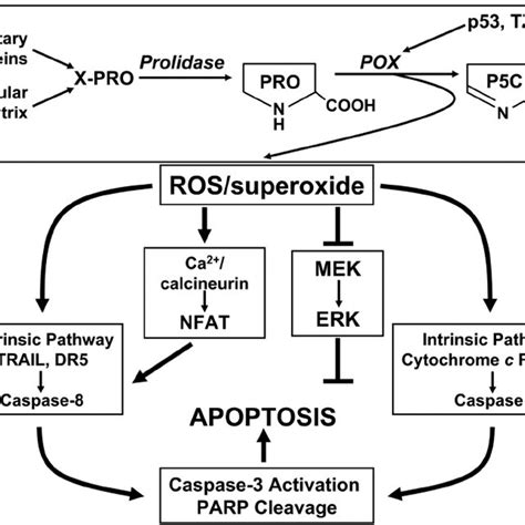 Inhibition Of Solubilized Proline Oxidase Download Table