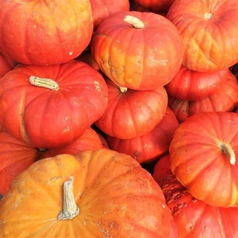 5 Seeds Cinderella Pumpkin Ct Rouge Vif Detampes Non Gmo Usa