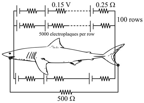 Grouping Of Cells Recommended Mcqs New Ncert Pattern Current Electricity Physics Neet