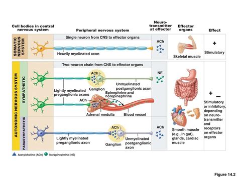 Ppt Autonomic Nervous System Powerpoint Presentation Free Download