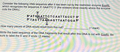 Solved Consider The Following DNA Sequence After It Has Been Chegg