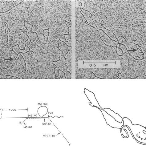 Electron Micrographs And Length Measurements Of Rna Dna Hybrids Of The Download Scientific