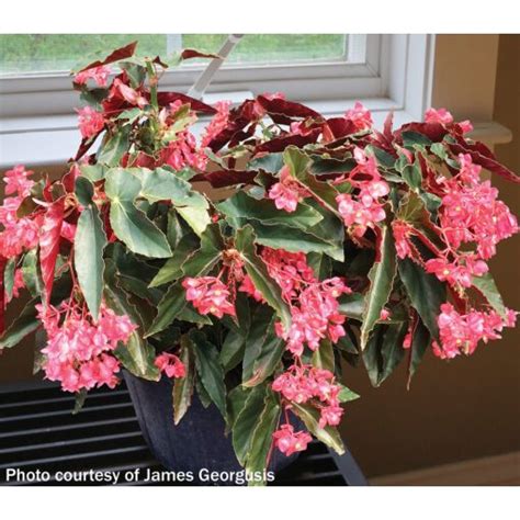Begonia ‘torch Begonia Fibrous Hybrid