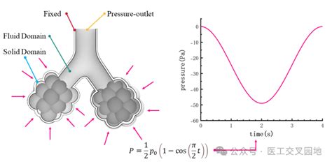 四川大学生物力学实验室和华西医院呼吸与危重症医学科共同完成人体全肺数值模拟研究 知乎
