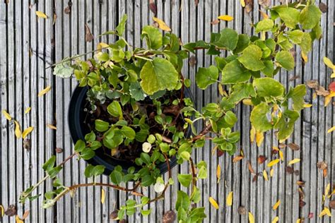 20 Plants To Propagate By Layering How To Do It