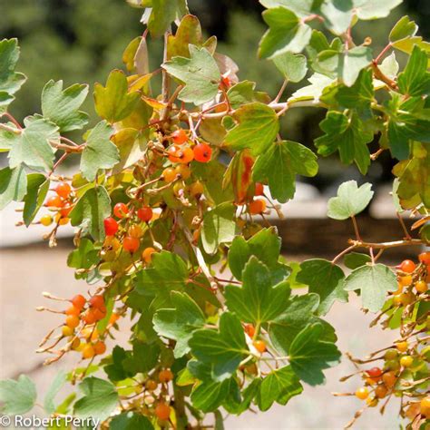 Golden Currant Waterwise Garden Planner
