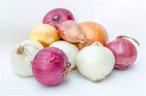 500 양파 사진 본사 Unsplash에서 무료 이미지 다운로드