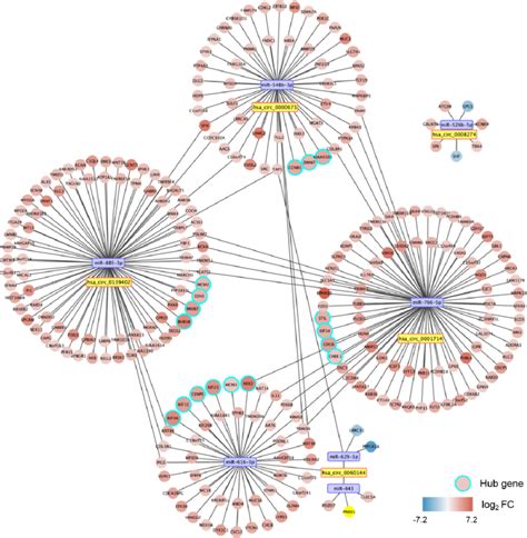 A Circular Circrna Micromirna Mrna Interacting Network In Dcca The
