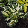 mnogoletnik.com - Hosta Winter Snow - Хоста Зимний Снег - Винтер Сноу