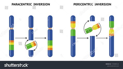 109 Chromosomal Inversion Royalty Free Photos And Stock Images