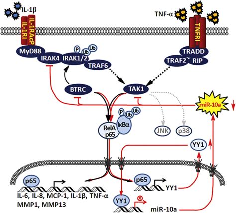 The Schematic Diagram Of The Regulatory Circuit Signaling Events