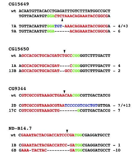 Crisprcas9 Induced Germline Mutations In Cg15649 Cg15650 Cg9344 And Download Scientific