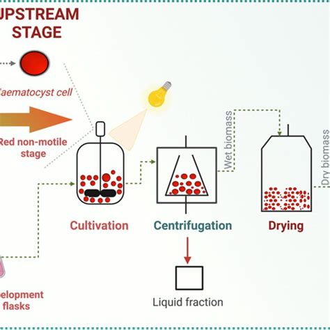Segmentation Of The Global Astaxanthin Market By Source Product