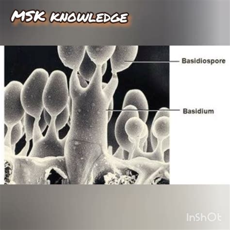 Basidium Basidospores In Basidomycetes 11biology Ncert Youtube