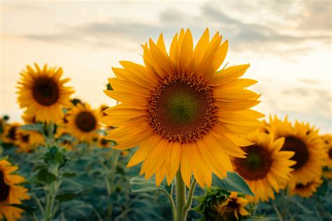 집 밖의 경치 계절 계절성 교양 있는 국가 꽃 꽃가루 꽃무늬 꽃이 피는 꽃잎 노란색 녹색 농업 농지 농촌의 다채로운 들판 따뜻한 레트로