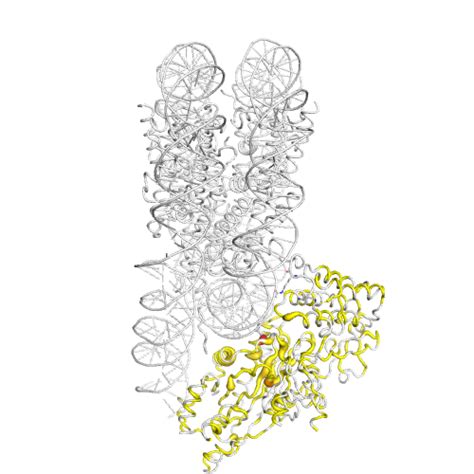 Crebbp Gene Somatic Mutations In Cancer