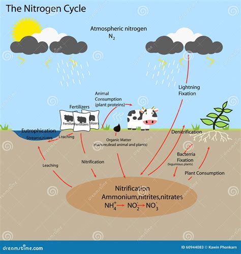 Nitrogen Cycle Cartoon Vector 75485137