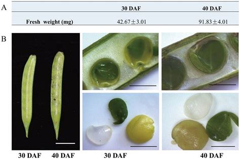 The Phenotype And Rna Sequencing Data Of Guar Beans A The Fresh Download Scientific Diagram