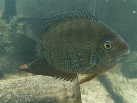Severum Sex Rcichlid