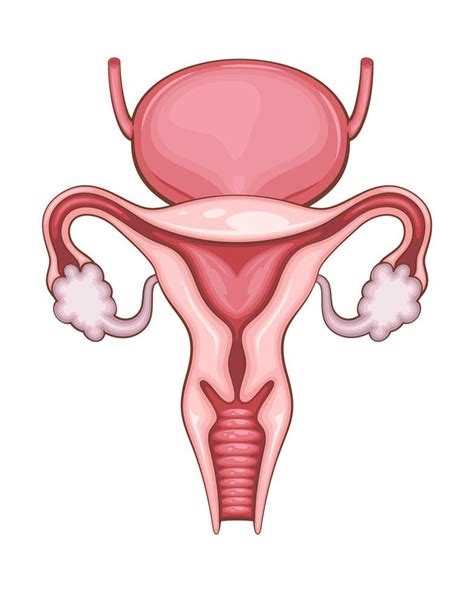 Internal Female Reproductive System 683 Female Reproductive Organs