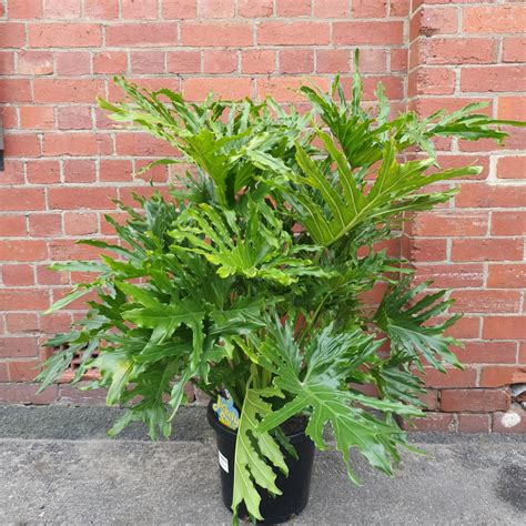 Philodendron Lickety Split 30cm Pot Folia House