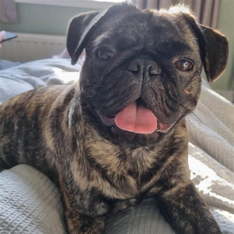 Frug The Quirky French Bulldog Cross Pug Mixed Breed Ukpets
