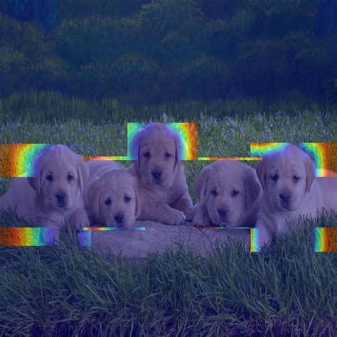 Possibly Inverted Heatmaps For Score Cam For Yolov5 · Issue 364 · Jacobgilpytorch Grad Cam