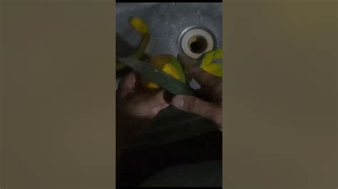 Tulo Laway Challenge Mango Ripemango Youtube