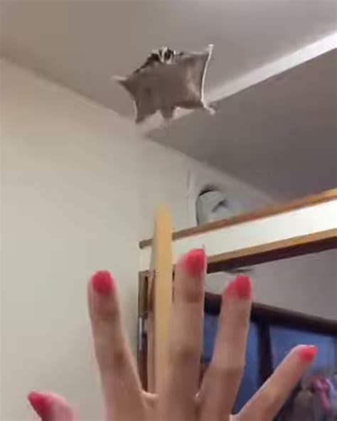 მფრინავი ციყვი Youtube