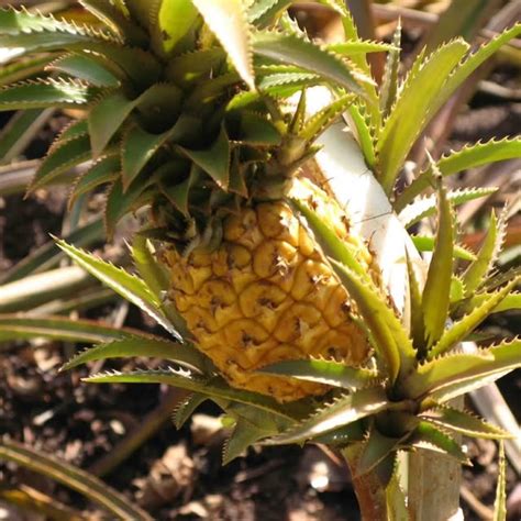 Nanihanalei • Threads Say More