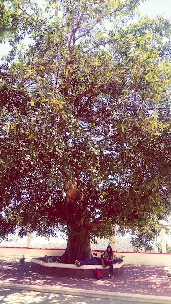 Premium Photo Couple Sitting Under Tree