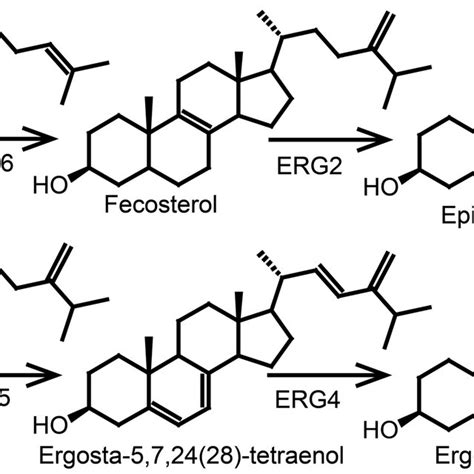 The Last Five Steps Of The Ergosterol Biosynthetic Pathway In Download Scientific Diagram