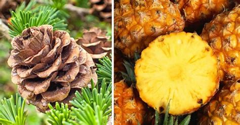 Mother Nature S Favorite Number Sequence The Fibonacci Fibonacci Number Sequence Mother Nature