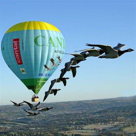 Balloon Flight With Birds Fly With Birds